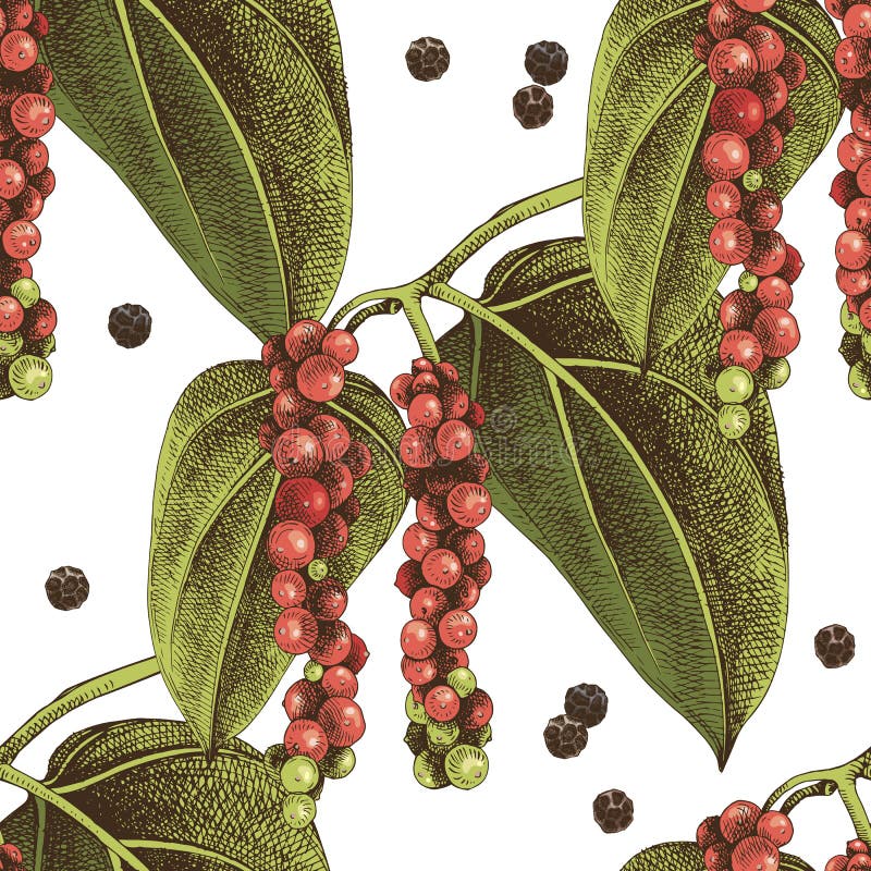 Pepper Plant Stock Illustrations – 73,891 Pepper Plant Stock ...