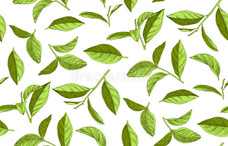 Seamless Pattern with Hand Drawn Tea Leaves and Branches Stock Vector ...