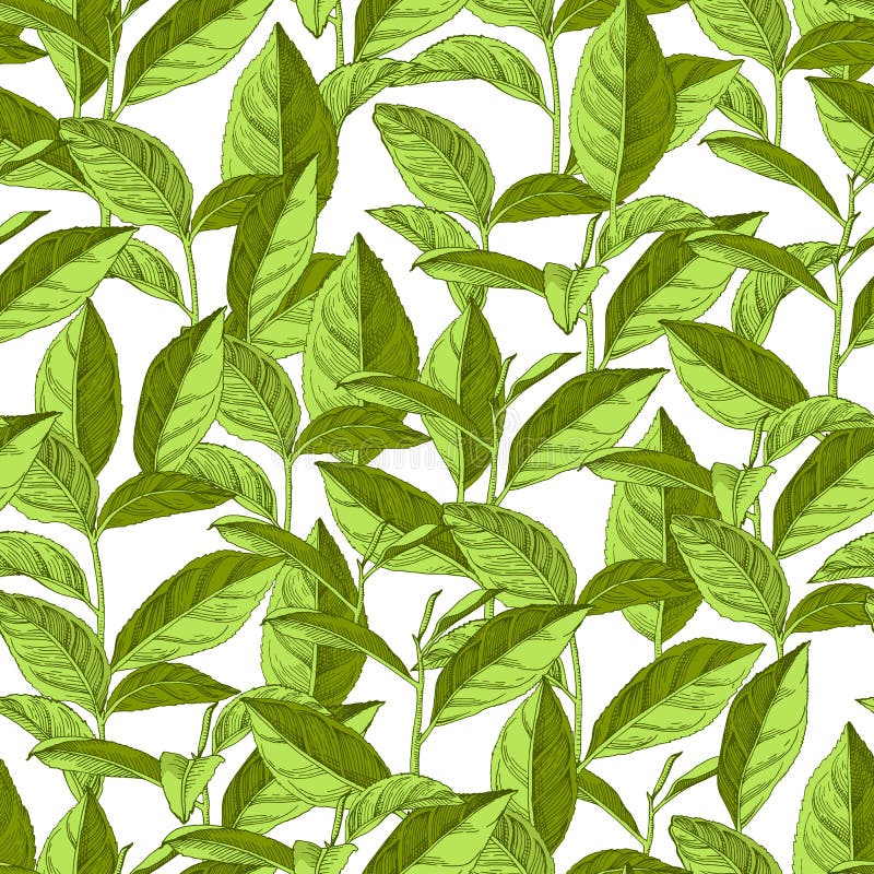 Seamless Pattern with Hand Drawn Tea Leaves and Branches Stock Vector ...