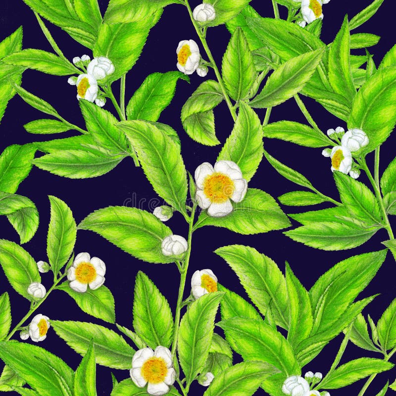 Seamless Pattern of Hand Drawn Tea Plant Illustration,botanical Pattern ...