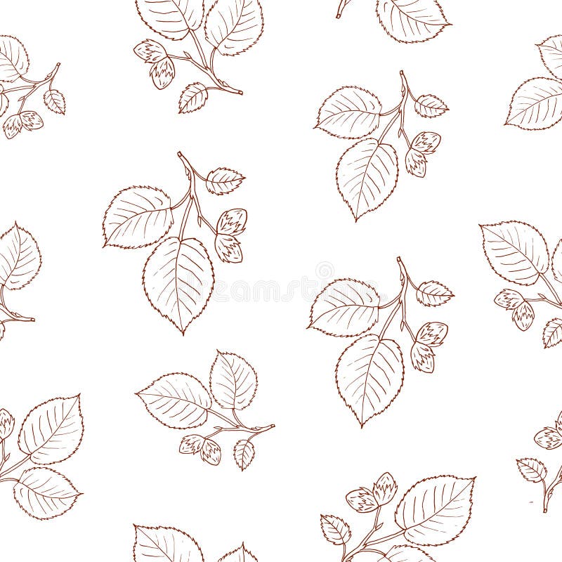 Hazelnut Tree with Fruits and Roots on a White Background. Stock Vector ...