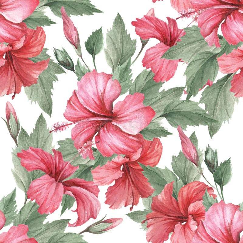 Seamless Pattern with Hibiscus. Hand Draw Watercolor Illustration ...