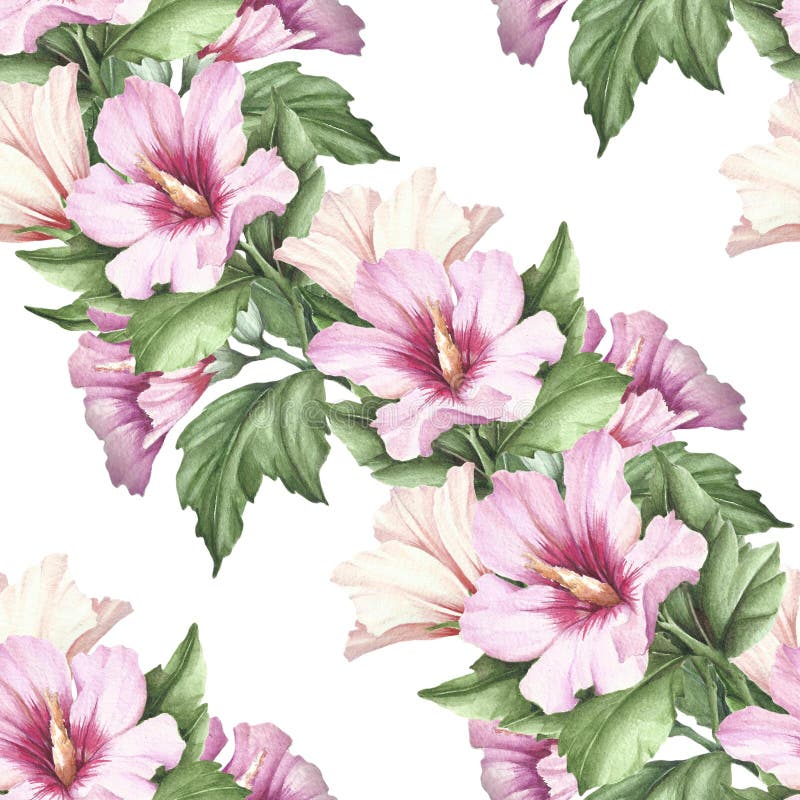 Seamless Pattern with Hibiscus. Hand Draw Watercolor Illustration ...