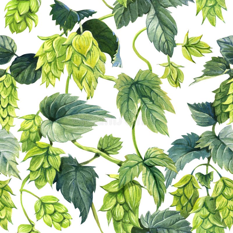 Hops Vine Stock Illustrations – 236 Hops Vine Stock Illustrations ...