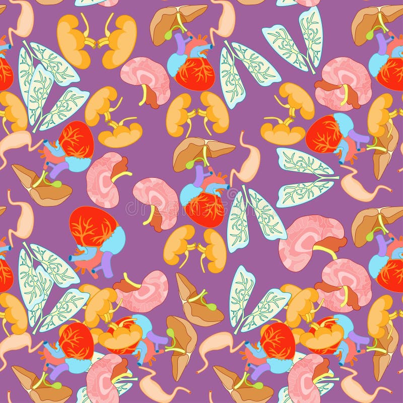 Vector Cartoon Human Anatomy. Healthy Kidneys Stock Vector ...