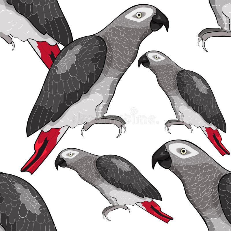 Seamless Pattern Jaco Parrot the Red-with Shadows Africa. Vector Stock ...