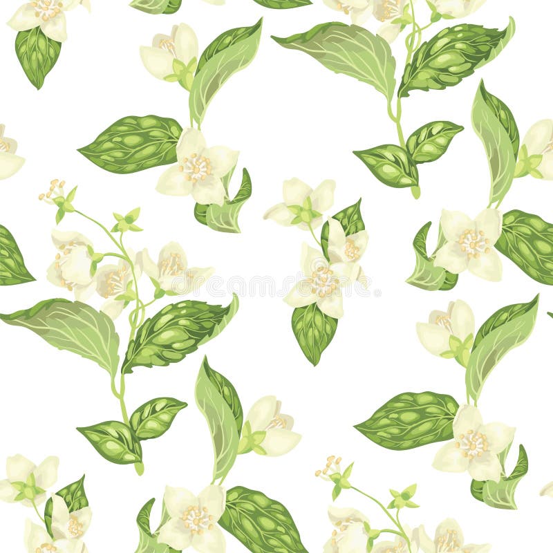Seamless Pattern with Jasmine Flowers in Vector Stock Illustration ...