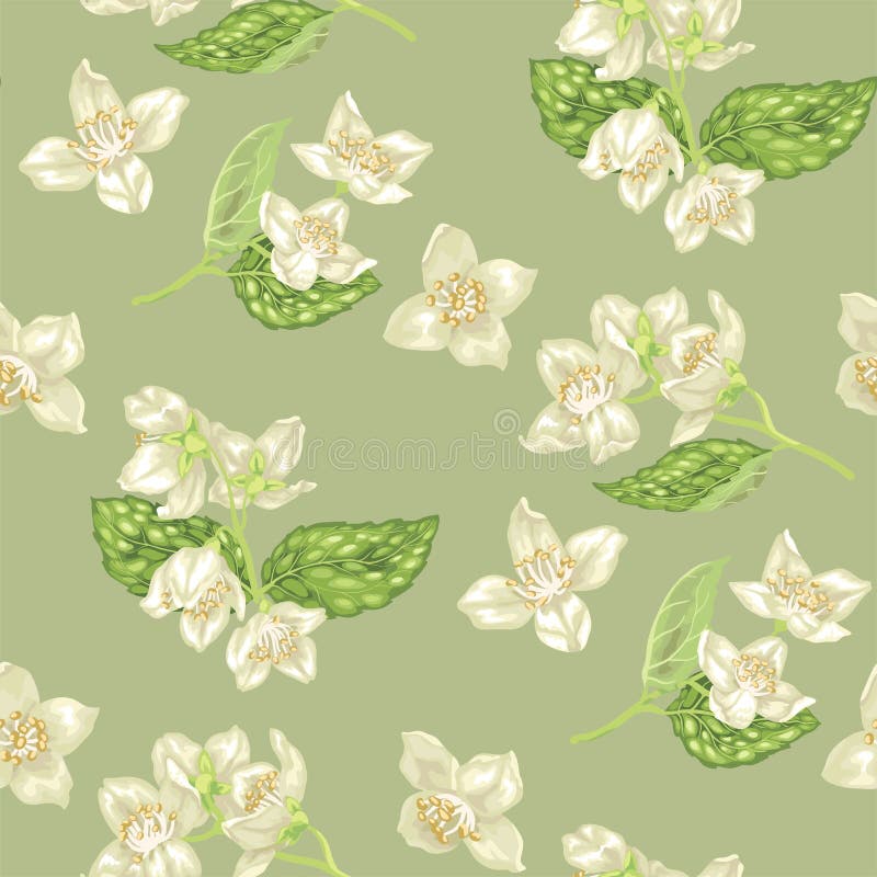 Seamless Pattern with Jasmine Flowers in Realistic Graphic Vector ...