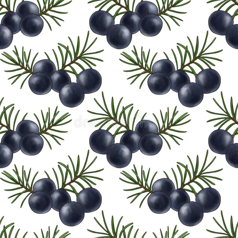 Juniper Berry Sketch Stock Illustrations – 441 Juniper Berry Sketch ...