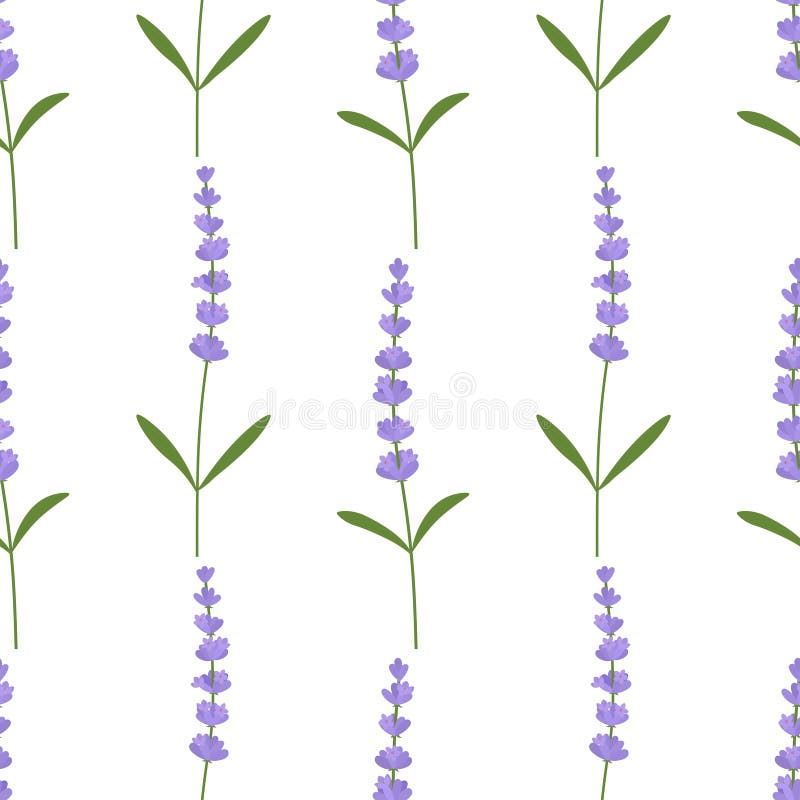 Seamless Pattern Lavender Flowers Vector Illustration. Provence ...