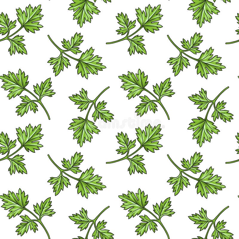 Botanical Cilantro Drawing Stock Illustrations – 119 Botanical Cilantro ...