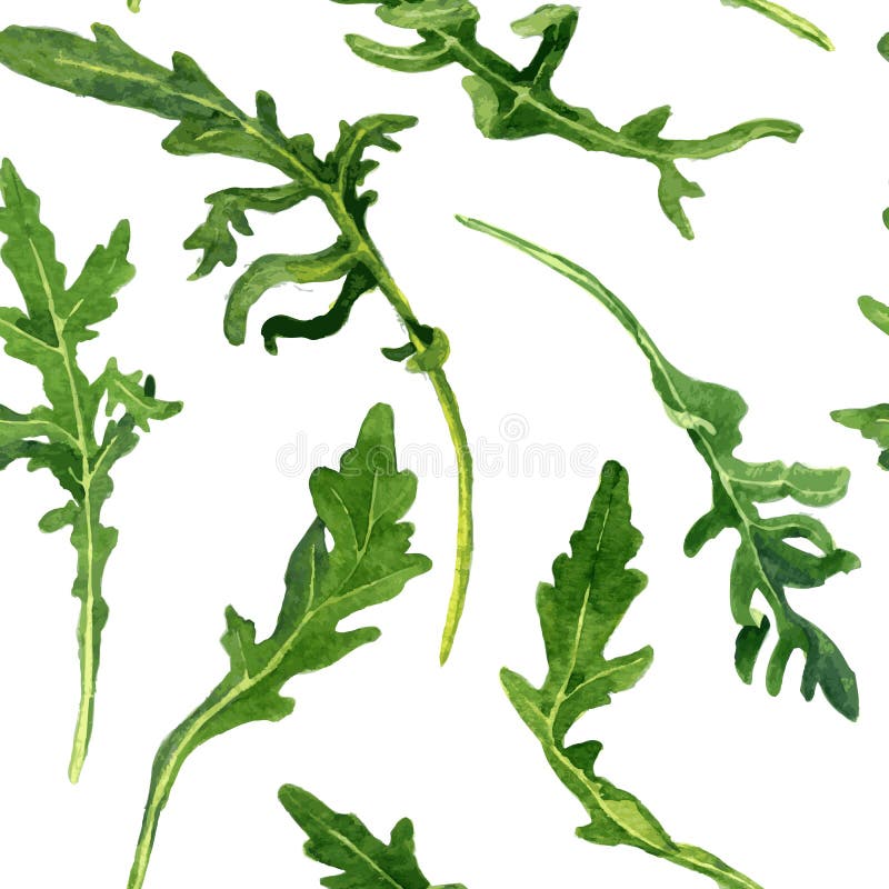 Seamless Pattern with Leaves of Arugula Stock Vector - Illustration of ...
