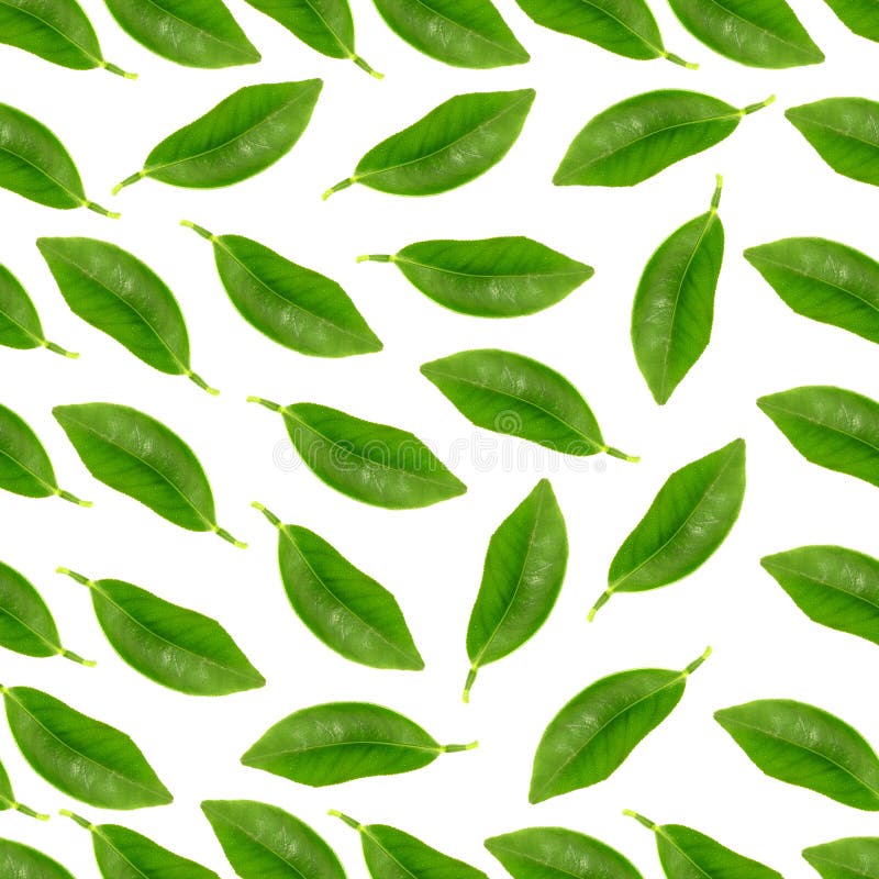 Seamless Pattern of Leaves Citrus, Tangerine. Pattern of Leaf Mandarin ...
