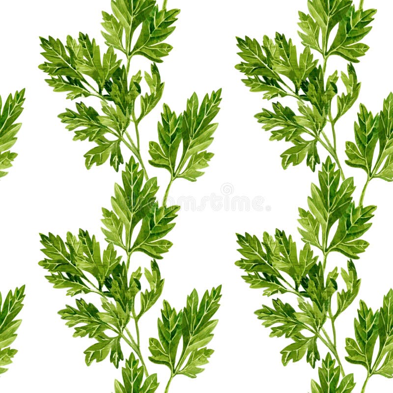 Seamless Pattern with Leaves of Parsley Stock Vector - Illustration of ...