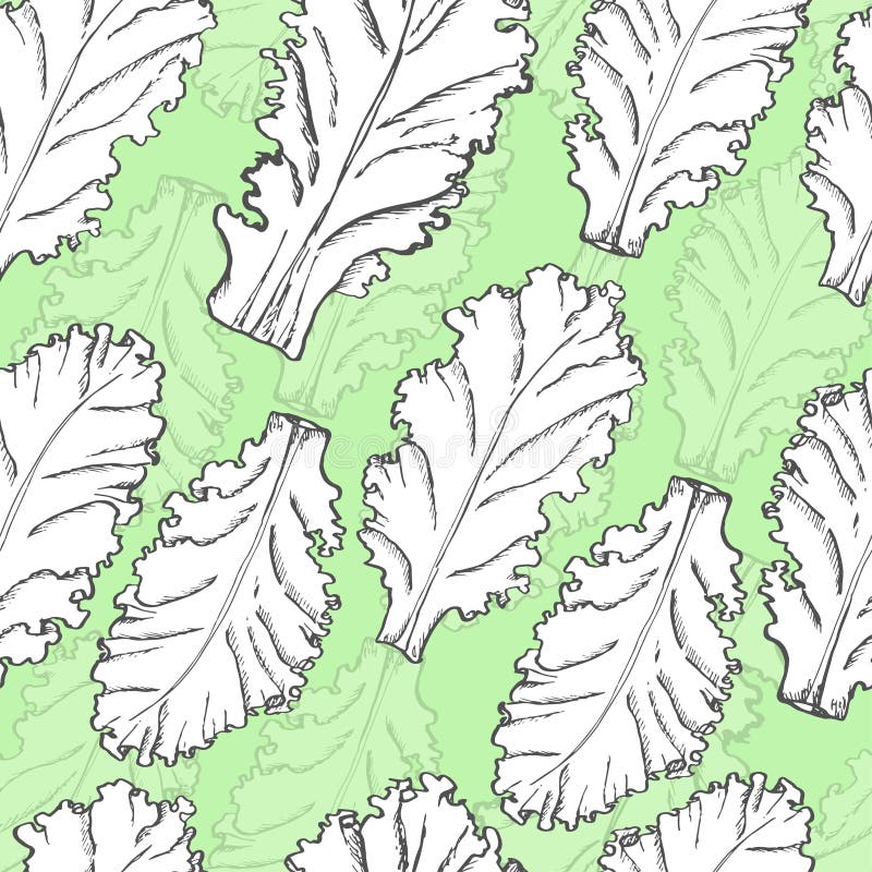 Seamless Pattern with Lettuce Stock Vector - Illustration of plant ...