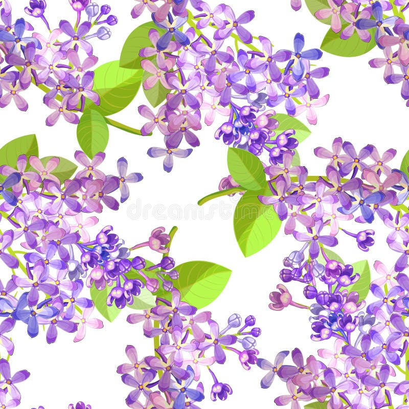 Seamless Pattern Lilac Branch Flowers Blooming Spring. Vector Il Stock Vector - Illustration of ...
