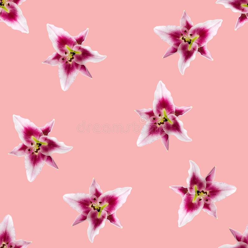 Seamless Pattern of Lily Flower Bloom. Lily Flowers Over Pink ...