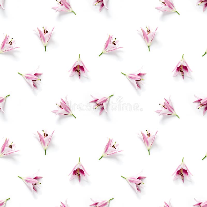 Seamless Pattern of Lily Flower Bloom. Lily Flowers Over White ...