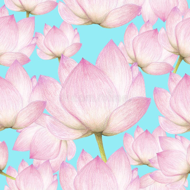 Seamless Pattern of Lotus Flowers Stock Illustration - Illustration of ...