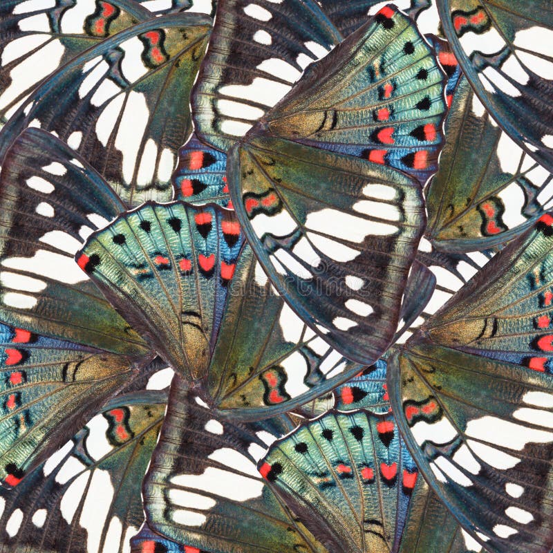 Seamless Pattern Made from Colorful Butterfly Wing for Background ...
