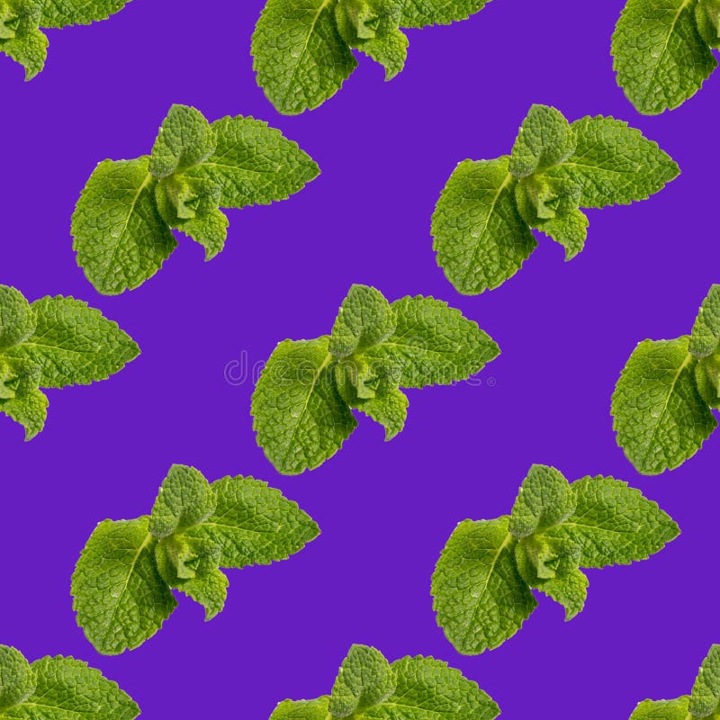 Seamless Pattern Made of Mint Leaves on a Purple Background Stock Image ...