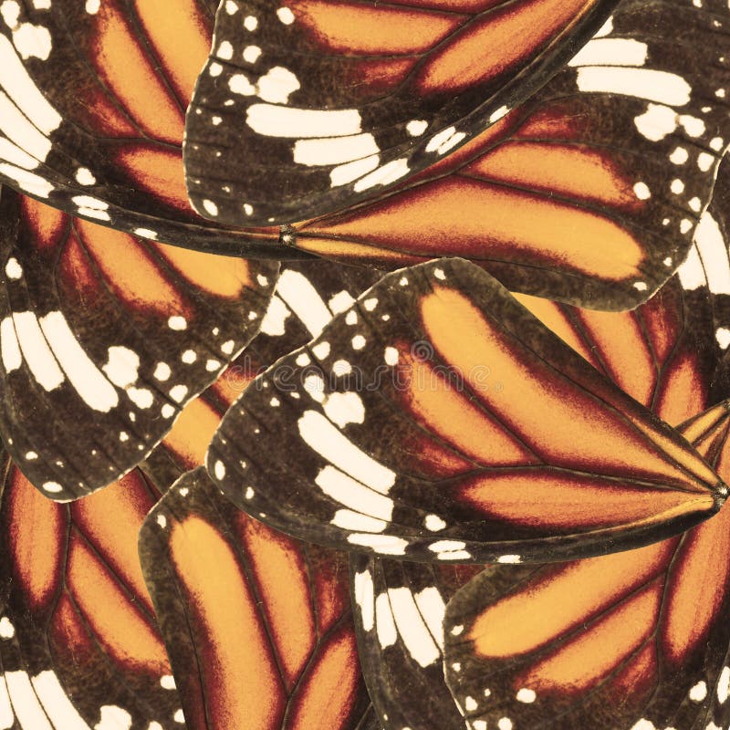1,314 Monarch Butterfly Wing Texture Stock Photos - Free & Royalty-Free ...