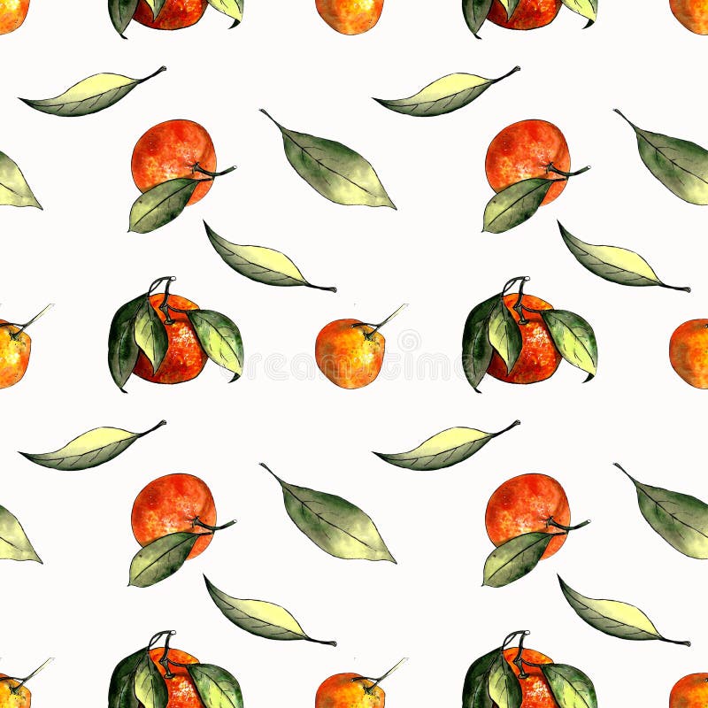 Seamless Pattern with Mandarins and Leaves on White Background. Drawing ...