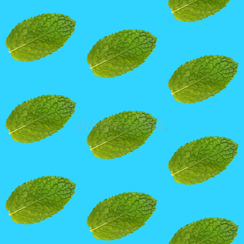 Seamless Pattern of Mint Leaves on Blue Stock Photo - Image of herbal ...