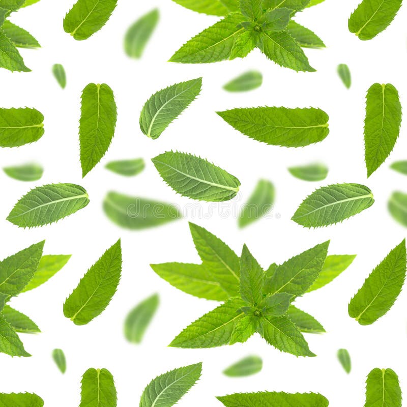 Seamless Pattern with Mint Leaves on White Stock Photo - Image of ...