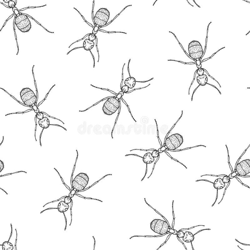Seamless Pattern of Monochrome Ants Illustration. Vector Illustration Template Stock Vector ...