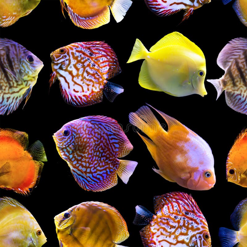 Seamless Pattern. Multi-colored Fishes on a Black Background Stock ... Seamless Pattern. Multi-colored Fishes on a Black Background Stock ...