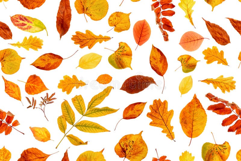 Seamless Pattern of Natural Autumn Leaves on a White Background, As a ...
