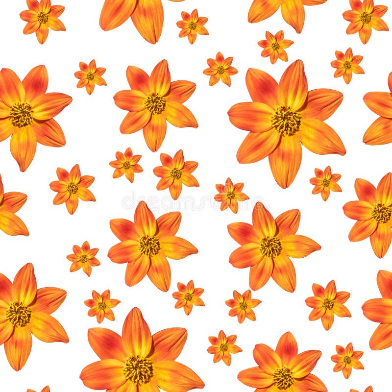 Seamless Pattern Orange Flowers Isolated on White Background Stock ...
