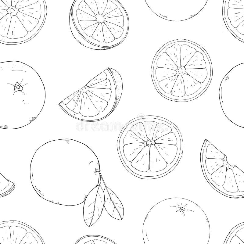 Seamless Pattern with Oranges. Drawing with Hands. Colorless Vector ...