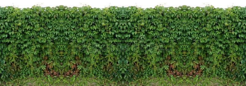 Seamless Pattern Over Horizontal Texture Fence Vine Ivy Isolate Stock ...
