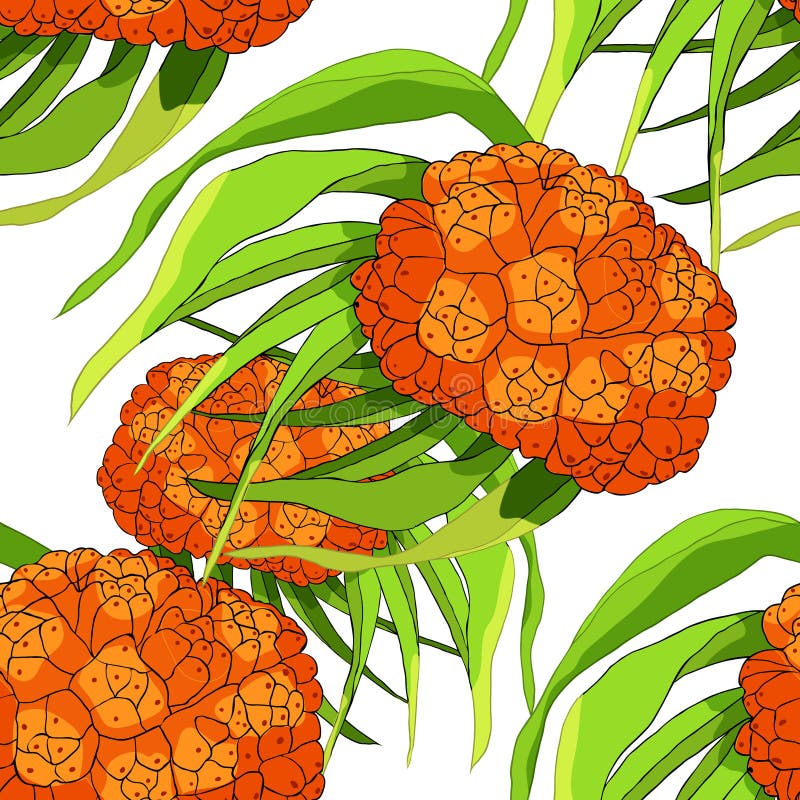 Vector Pandanus Stock Illustrations – 278 Vector Pandanus Stock ...