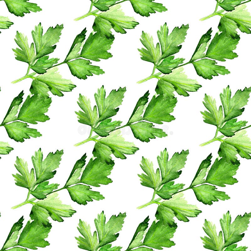 Seamless Pattern with Parsley Stock Illustration - Illustration of ...