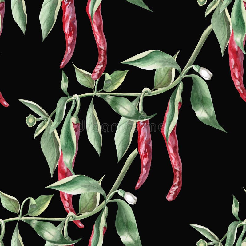 Seamless Pattern, of Pepper Branches. Watercolor Illustration on a ...
