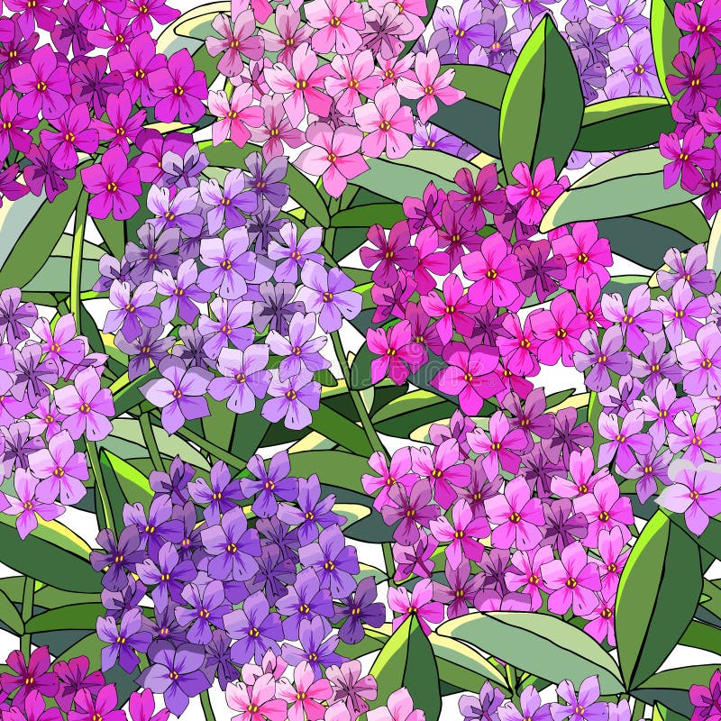 Pink Purple Phlox Stock Illustrations – 216 Pink Purple Phlox Stock ...