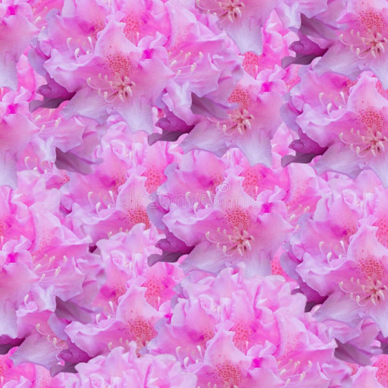 Seamless Pattern with Pink Rhododendron Flowers. Floral Texture. Stock ...