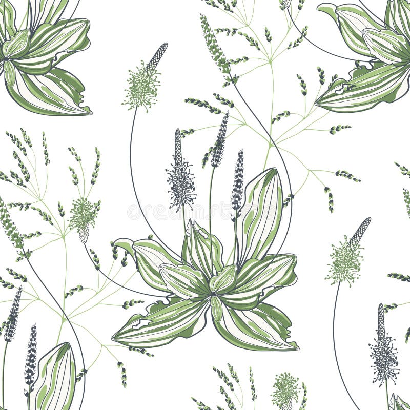 Seamless Pattern of Plantain with Flowers and Leaves on White ...