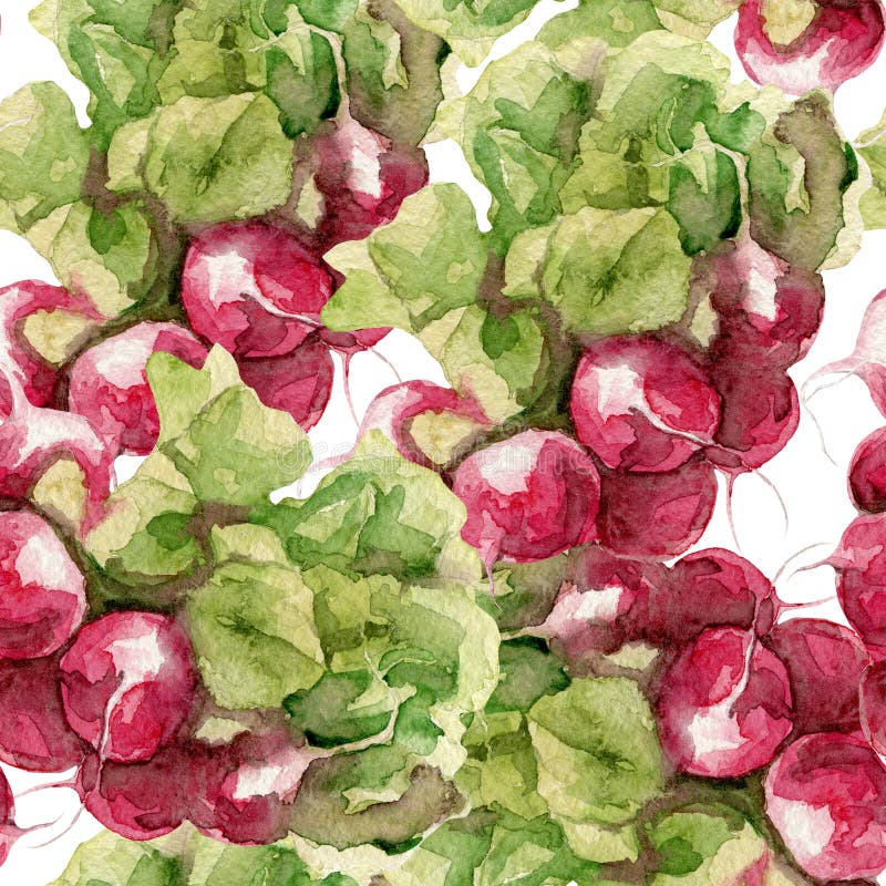 Seamless Pattern of Radish Watercolor Stock Illustration - Illustration ...