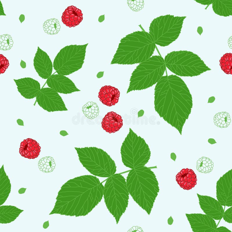 Seamless Pattern with Raspberries and Green Raspberry Leaves on a White ...