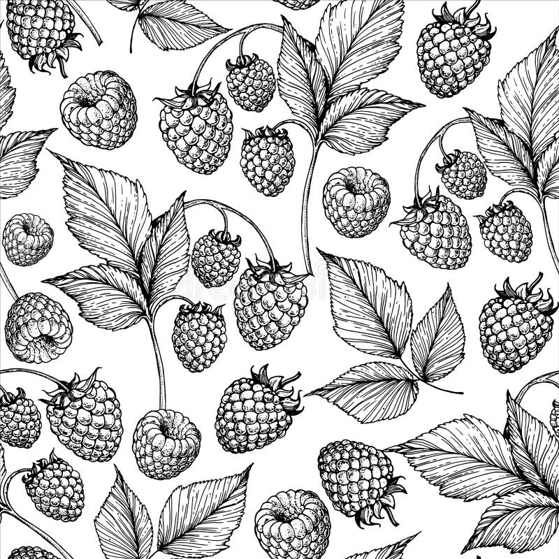 Black Raspberries Stock Illustrations – 1,525 Black Raspberries Stock ...