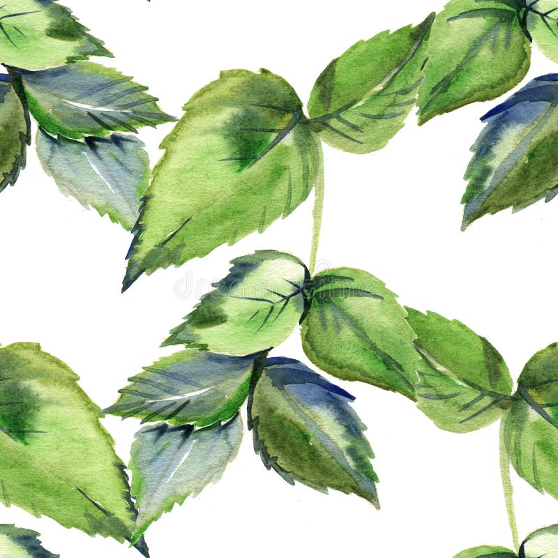 Seamless Pattern with Raspberry Leaves. Watercolor Illustration Stock ...