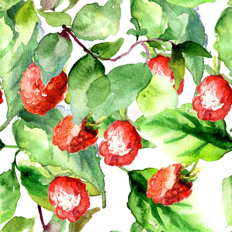 Raspberry, Watercolor Illustration Stock Illustration - Illustration of ...