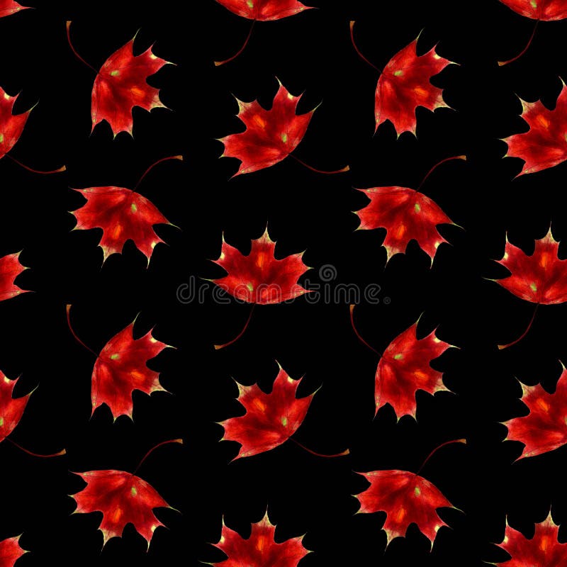 Seamless Pattern with Red Maple Leaves on Black Background Hand Draw ...