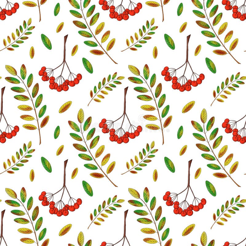 Pattern Red Mountain Ash Branch with Green Leaves Stock Illustration ...