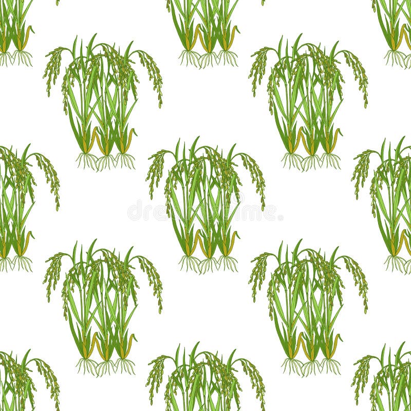 Rice Plant Vector Illustration Stock Vector - Illustration of drawn ...