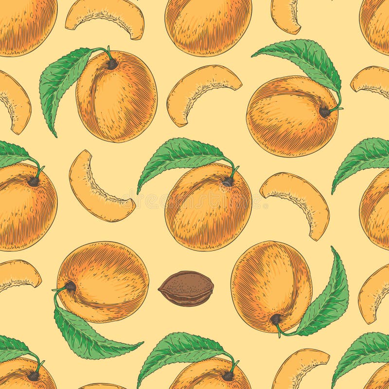 Apricot Kernels Stock Illustrations – 31 Apricot Kernels Stock ...